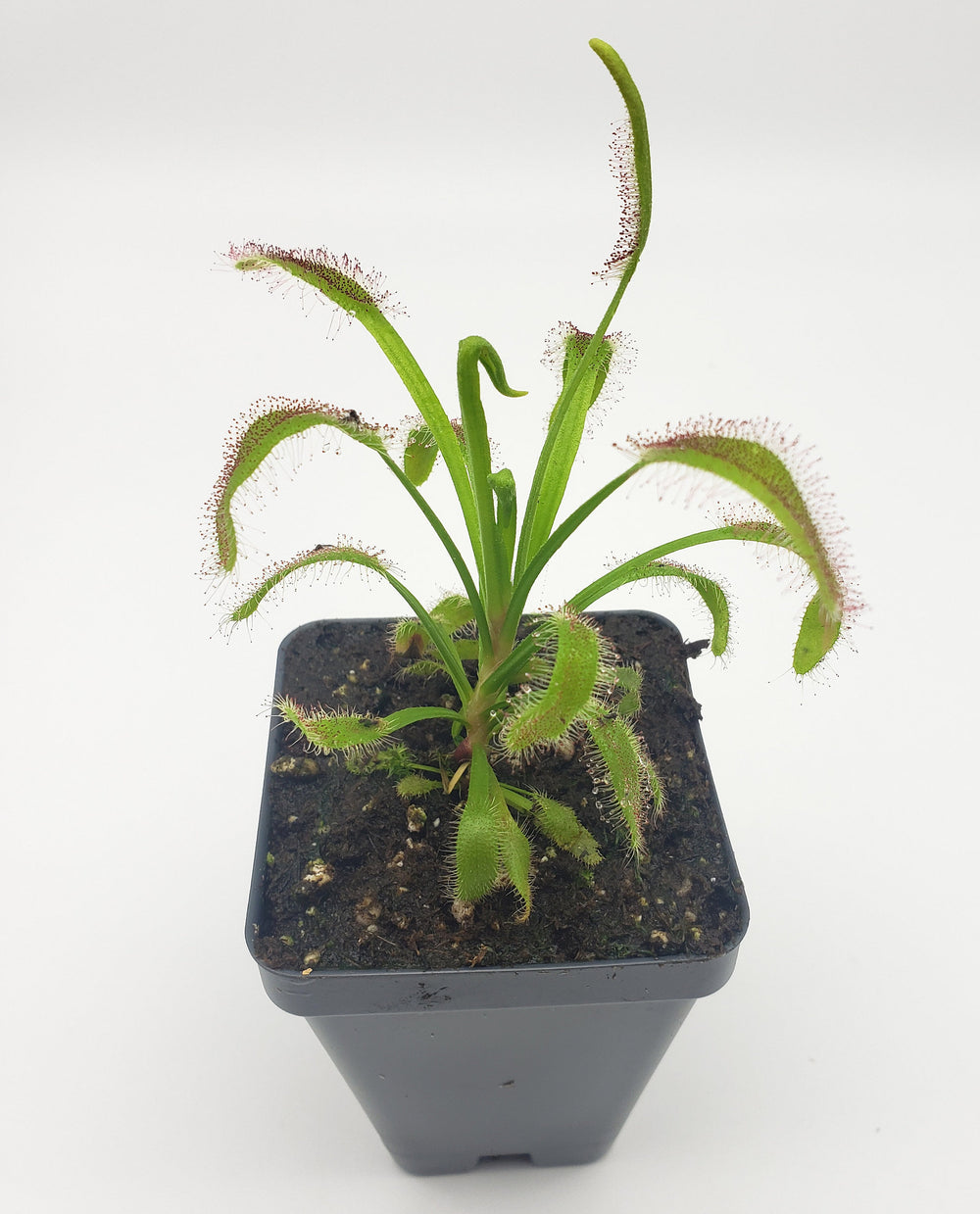 Drosera 'Hercules' x self Rainbow Carnivorous Plants